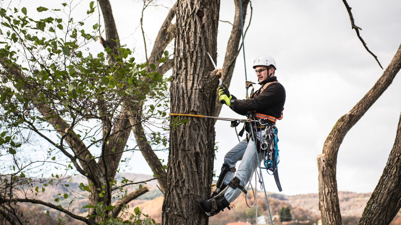 Lending and Leasing for Arborist Equipment - SLS Financial Services